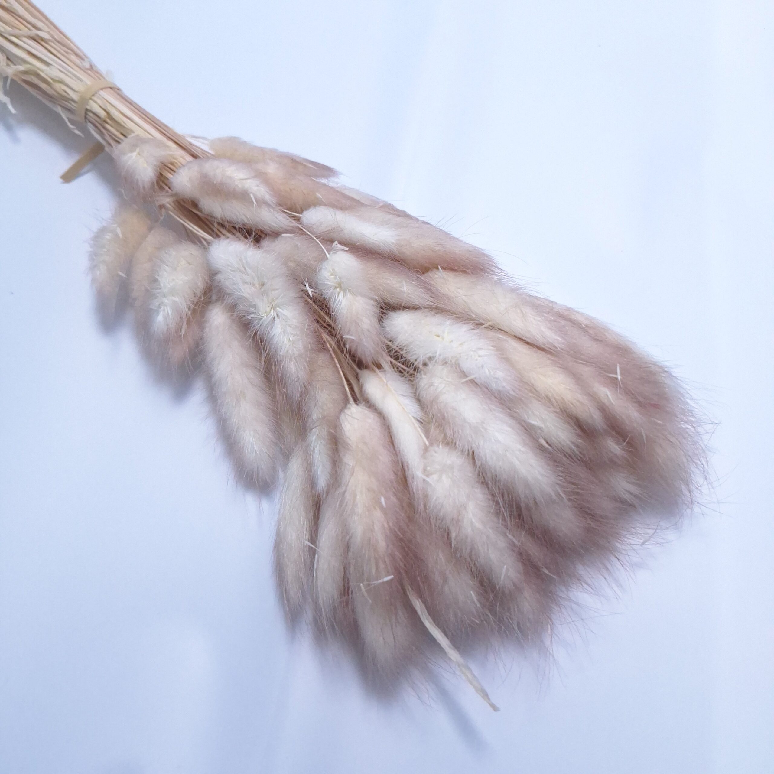 Buchet Lagurus, culoare roz prăfuit cu crem - ROC FD 8 - Rocos.ro