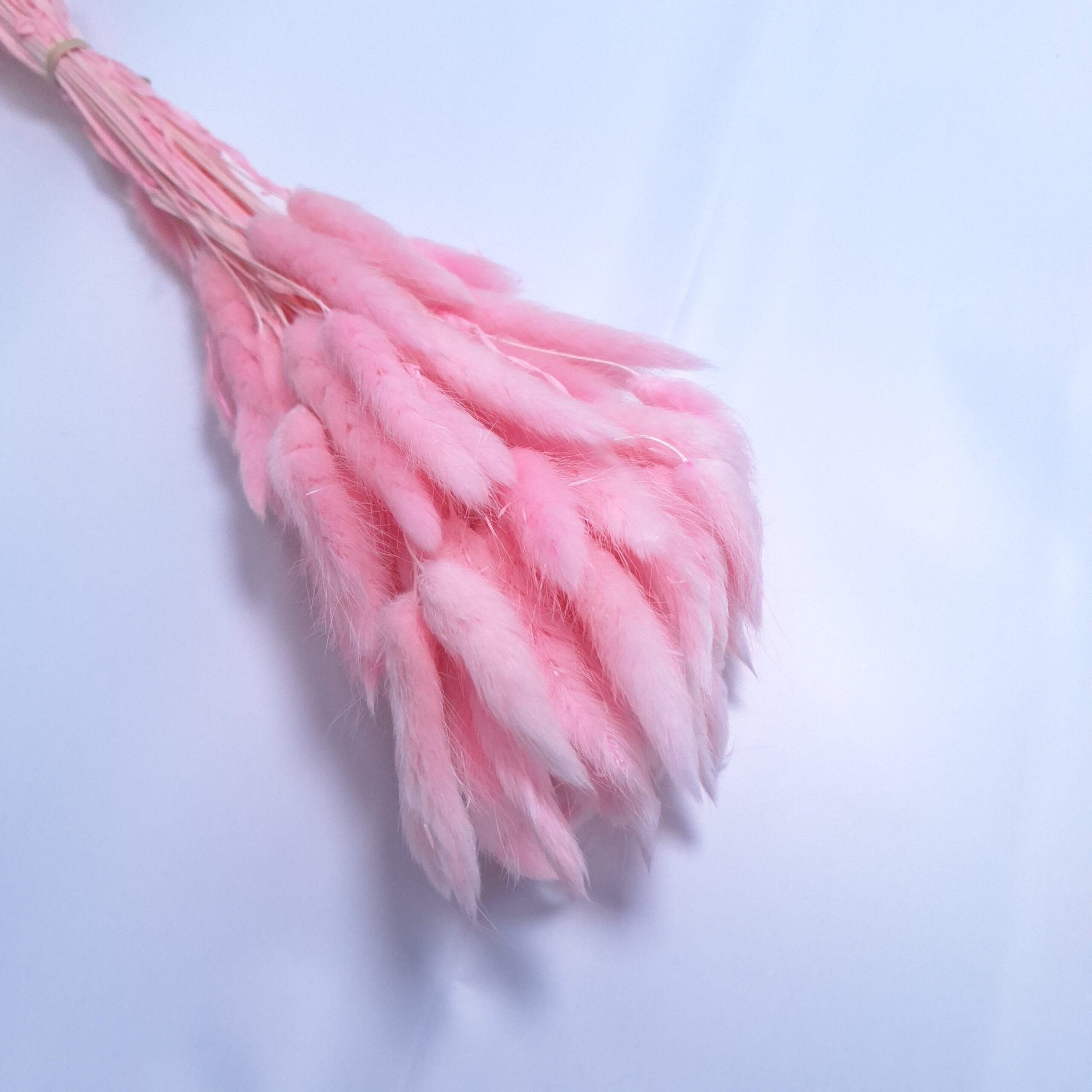 Buchet Lagurus, culoare roz închis - ROC FD 8 - Rocos.ro