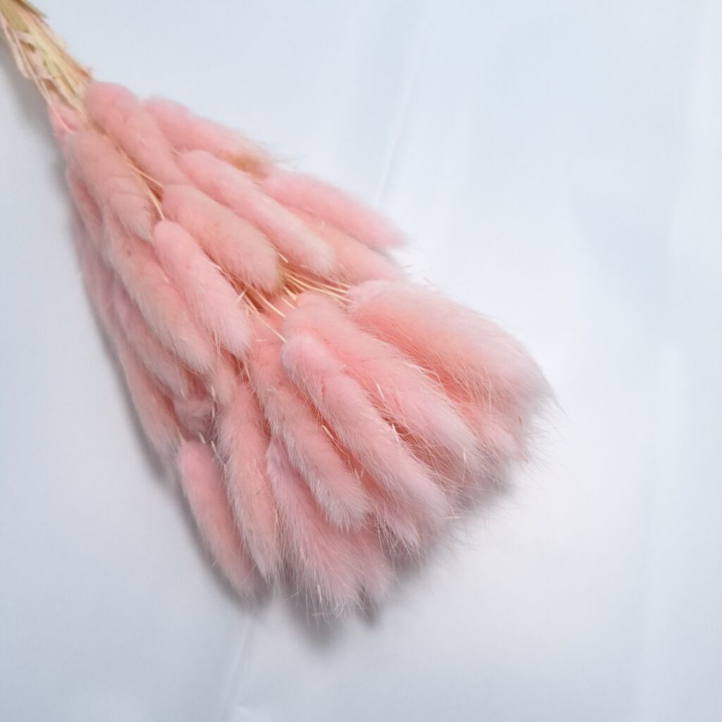 Buchet Lagurus, culoare roz deschis - ROC FD 8 - Rocos.ro